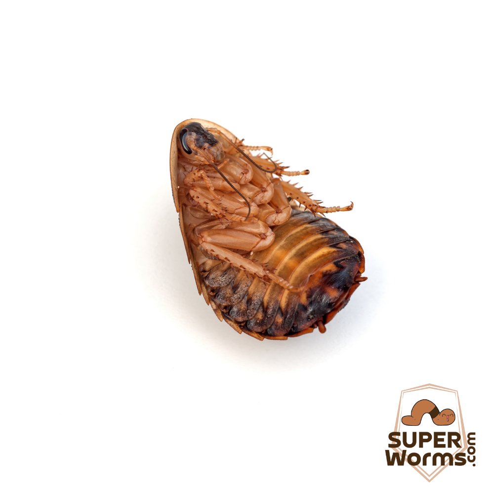Dubia Roaches – Superworms.com